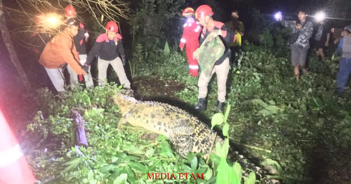 Warga dan Disdamkar Evakuasi Buaya Ukuran 4 Meter di Kutim - MEDIAETAM.COM